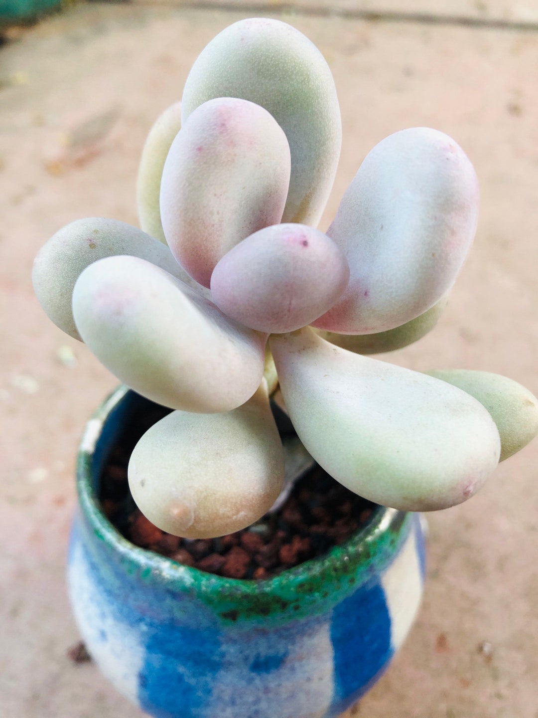 Graptopetalum 'lavender Pebbles' Succulent Live Rooted Get 2 Free ...