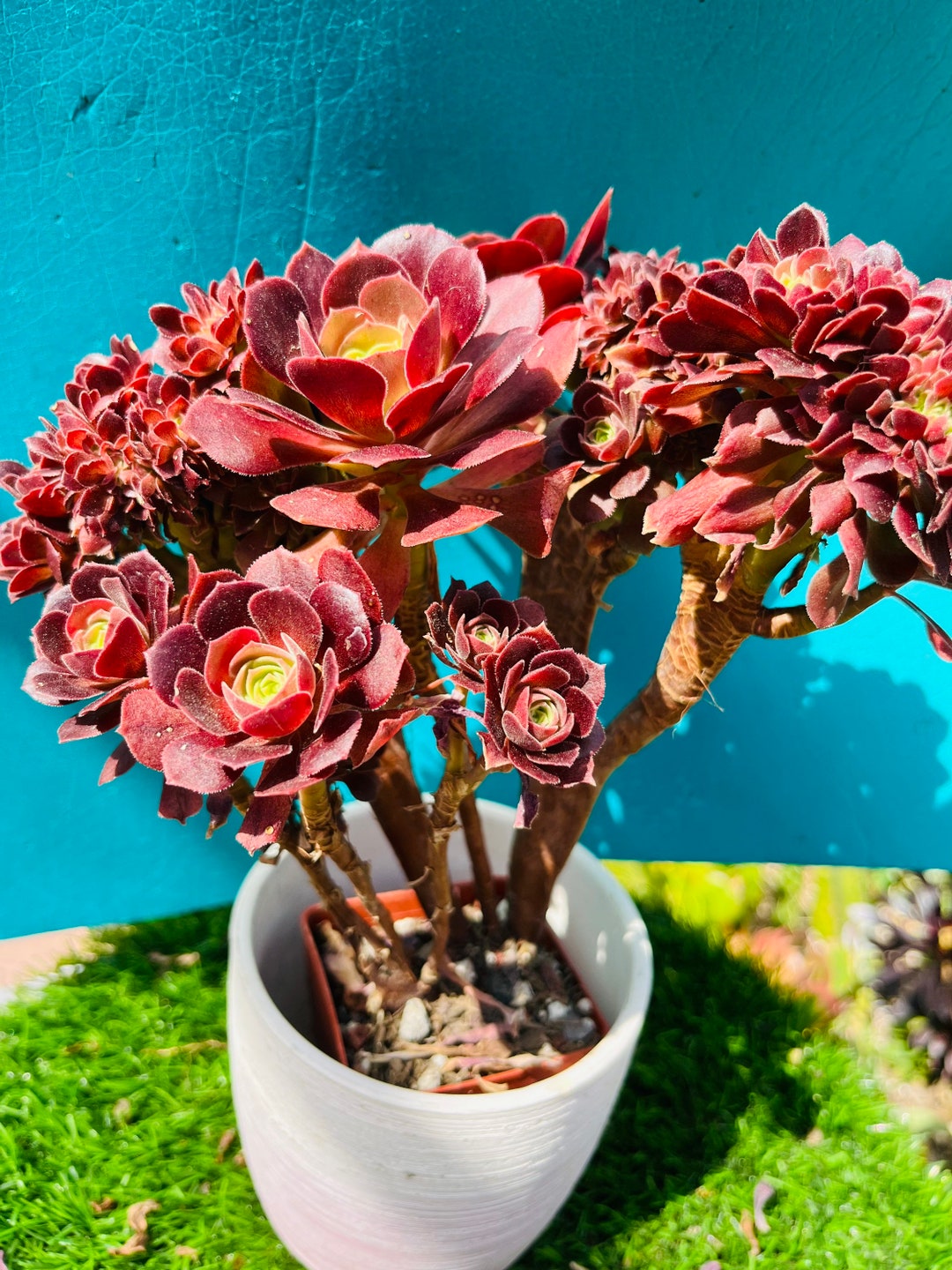 Rare Aeonium Arboreum velour Crested Live Rootedold Trunk, Bonsai Get 2 ...