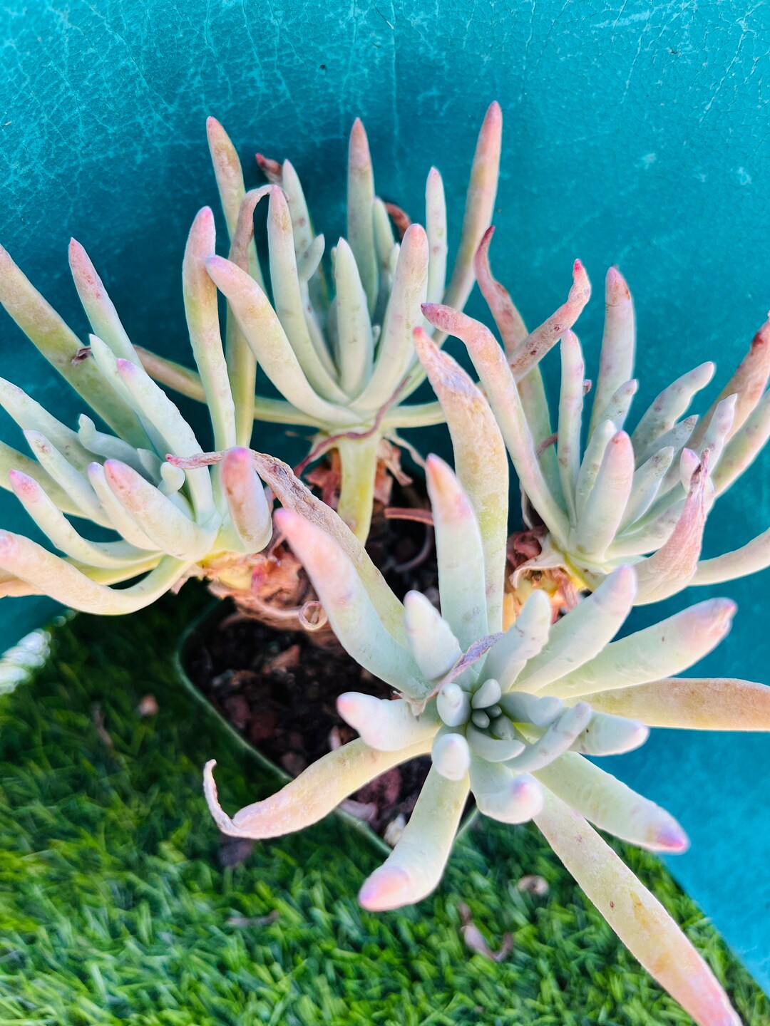 Rare Dudleya Edulis Old Trunk Cluster Live Rooted, Get 2 Free Other ...