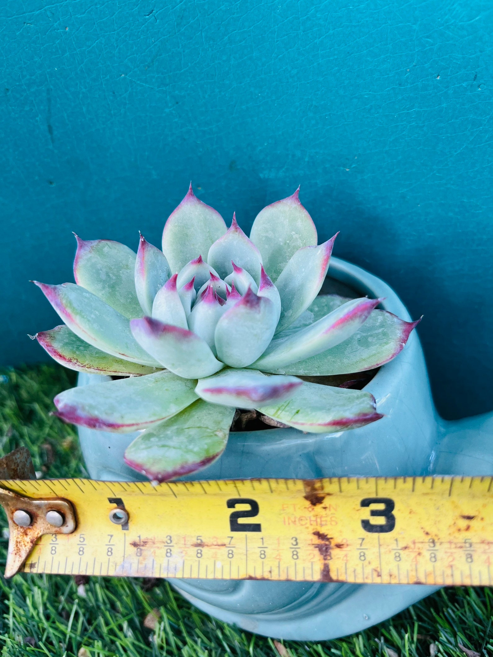 Rare Echeveria Chihuahuaensis Live Rooted, Get 2 Free Succulents ...