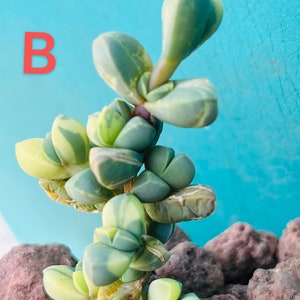 Rare Astridia Velutina Variegated Live Rooted , Get 2 Free Succulents ...