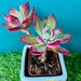 Rare Dudleya Farinosa Cluster Old Trunk Live Rooted , Get 2 Free ...