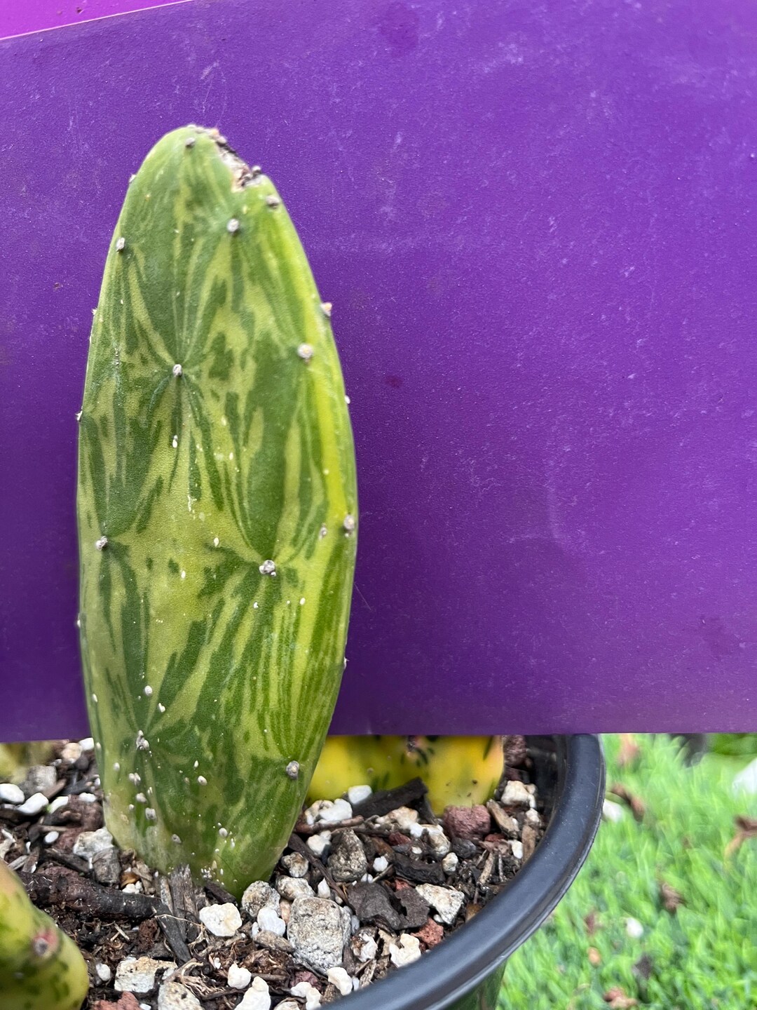 Rooted Variegated Nopalea Cochenillifera/optunia/prickly Pear *spinless ...