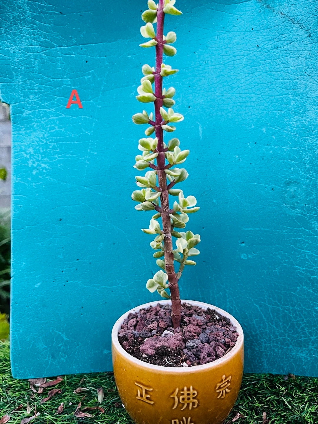 Elephant Food Succulent Bonsai / Old Trunk/ Live Rooted - Etsy