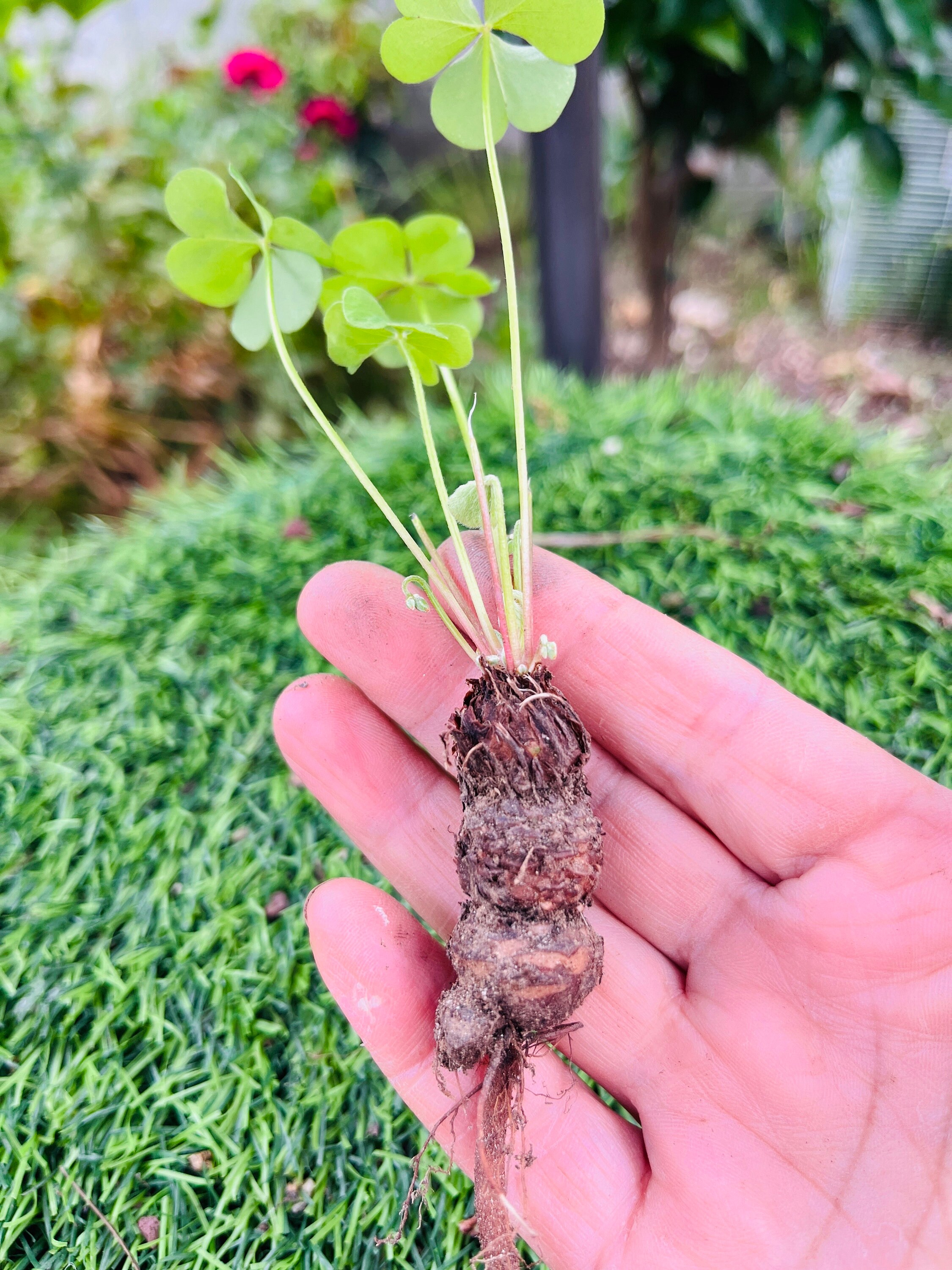 Rare Green Shamrock Bulbs: Oxalis Triangularis Bonsai - Lucky Love ...