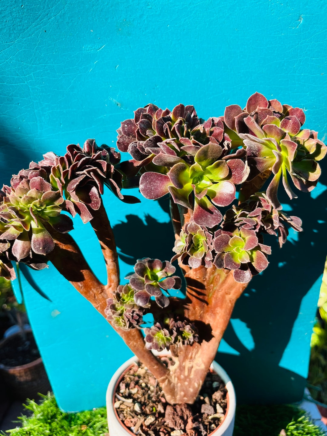 Rare Aeonium Arboreum velour 10 T Created Live Rooted - Etsy