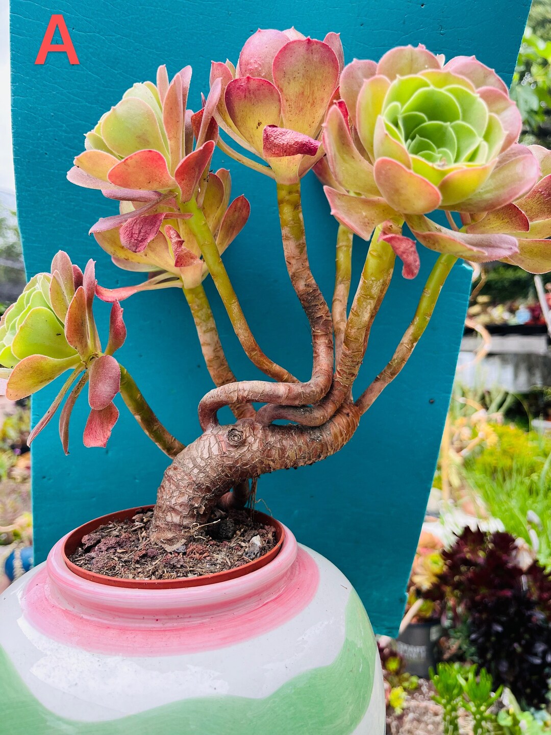 Rare Holding Aeonium Tree , Bonsai, Golden Color Variety / Live Rooted ...