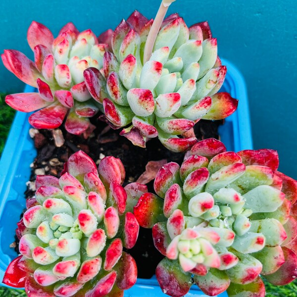 Red Apple Succulent - Etsy