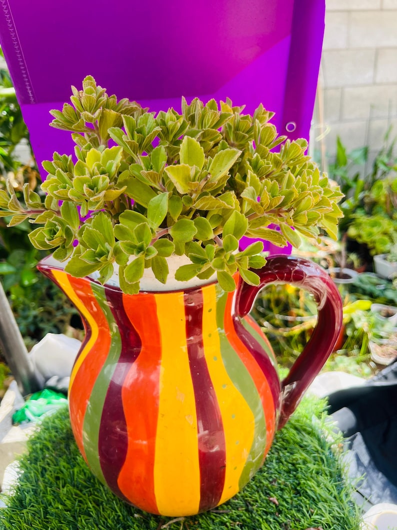 Scaredy Cat Plant: Coleus Canina Live Rooted - Cat Deterrent - Etsy