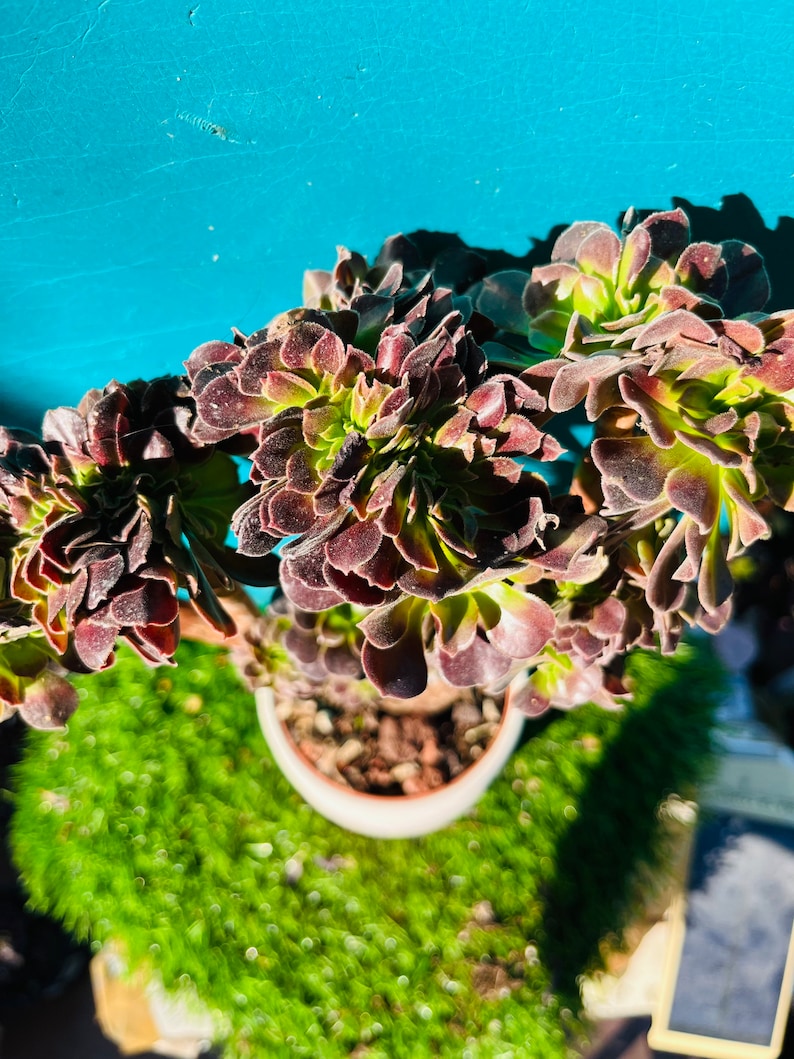 Rare Aeonium Arboreum velour 10 T Created Live Rooted - Etsy