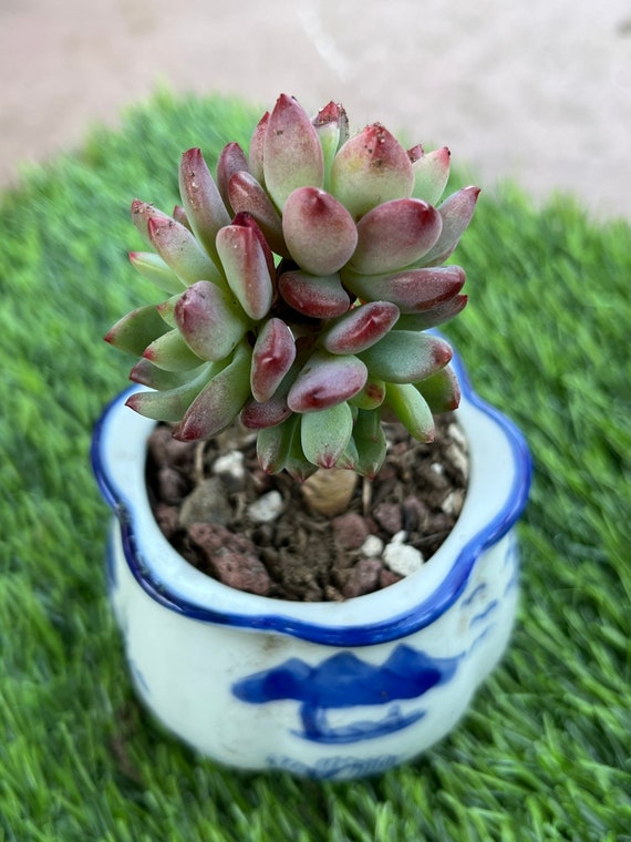 Rare X Sedeveria blue Elf Succulent Old Trunk Live Rooted | Etsy