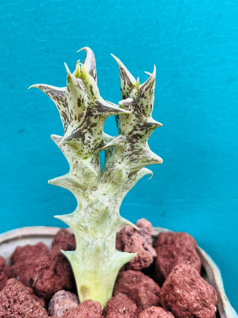 Rare Cactus Orbea Dummeri Live Rooted Get 2 Free Succulents - Etsy