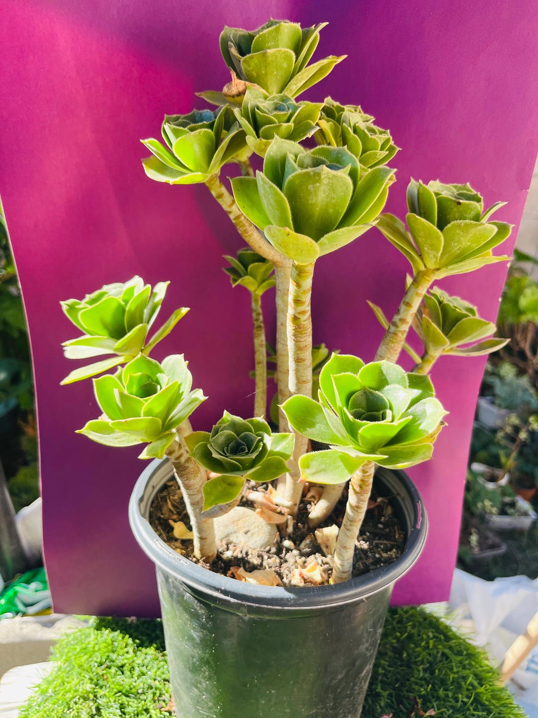 Aeonium / Rare Aeonium, Old Stem, Live Rooted, Bonsai, Get 2 Free ...