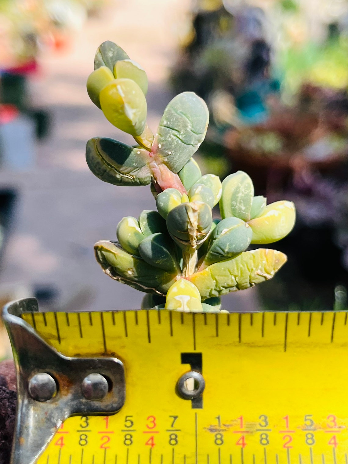 Rare Astridia Velutina Variegated Live Rooted Get 2 Free - Etsy