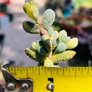 Rare Astridia Velutina Variegated Live Rooted , Get 2 Free Succulents ...
