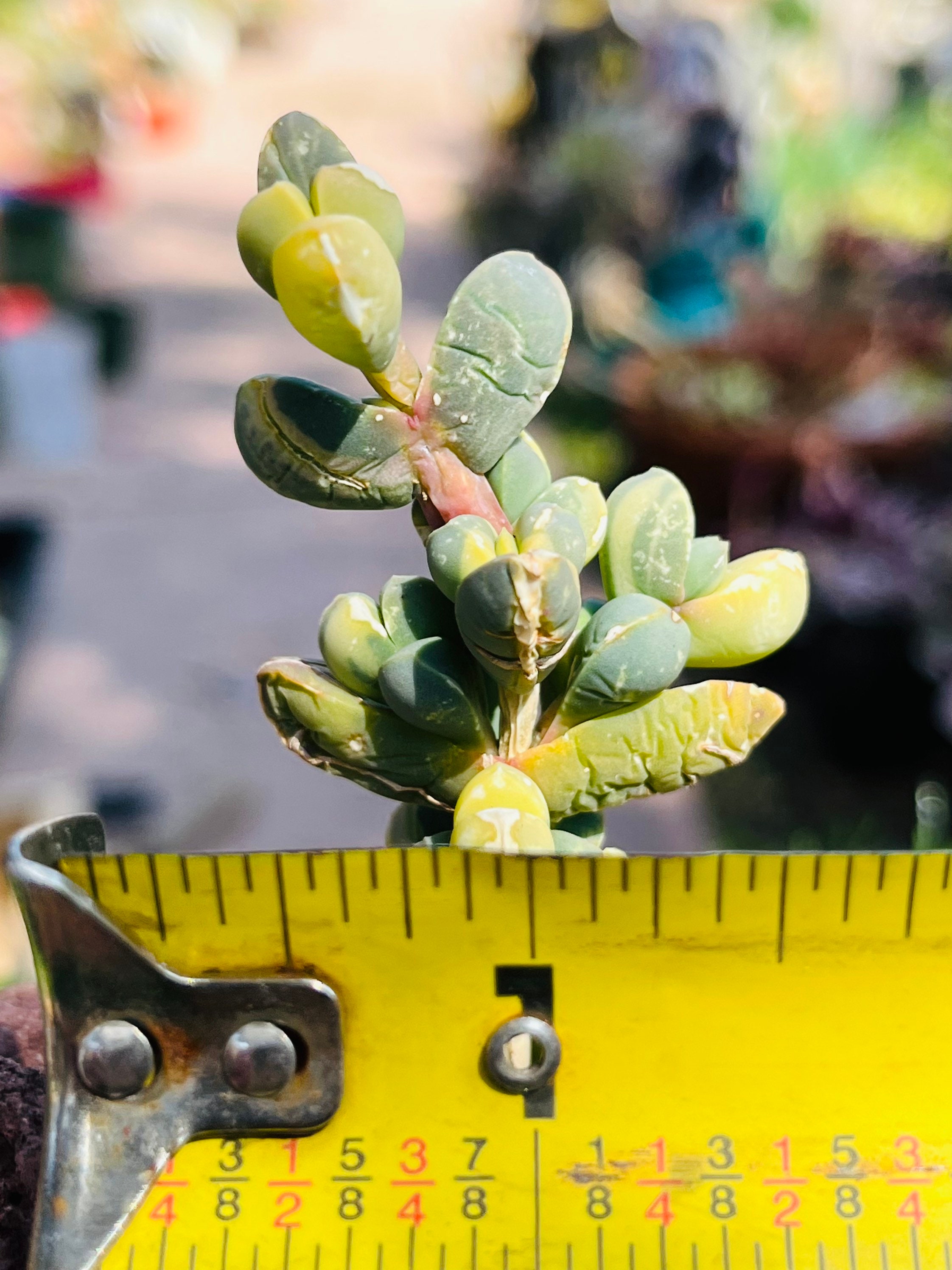 Rare Astridia Velutina Variegated Live Rooted Get 2 Free - Etsy