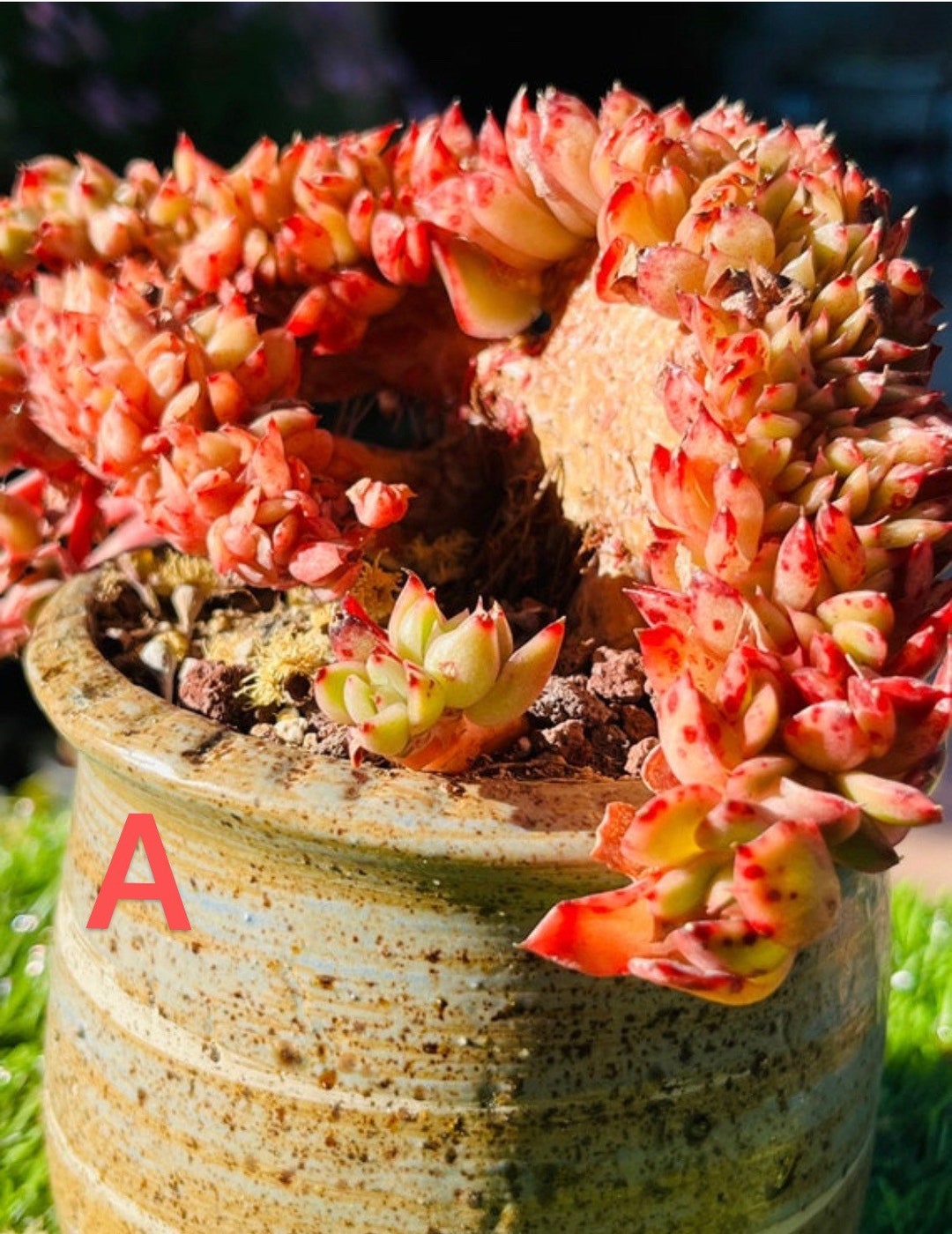 Echeveria Deren Oliver Crested Form Very Rare Import From Korea Crested ...