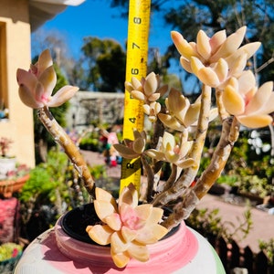 Rare Graptopetalum ‘victor Kane’ Combo Bonsai, Old Stem , Live Rooted ...