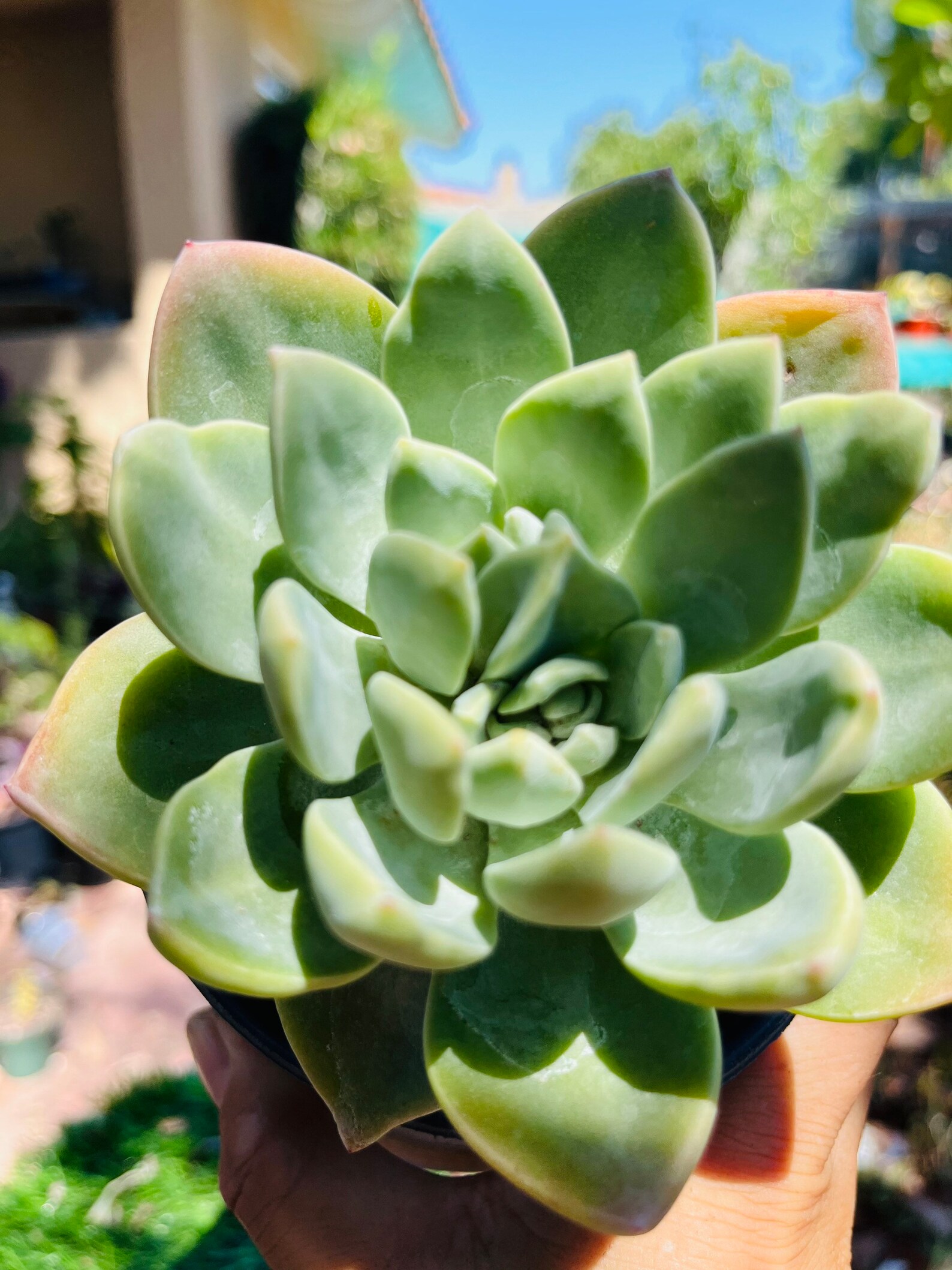 Rare Dudleya Farinosa Cluster Old Trunk Live Rooted Get 2 - Etsy