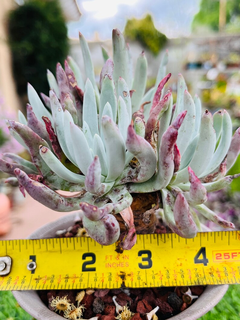 Rare Dudleya Edulis 5 Heads Live Rooted Get 2 Free - Etsy