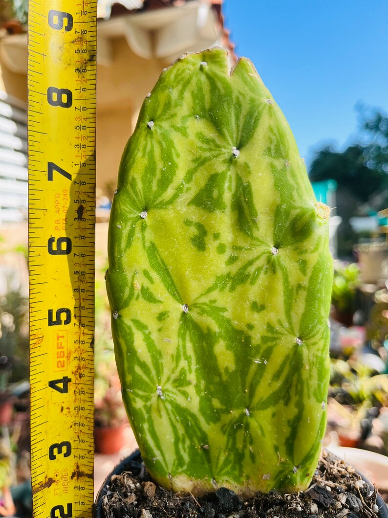 Rooted Variegated Nopalea Cochenillifera/optunia/prickly Pear - Etsy