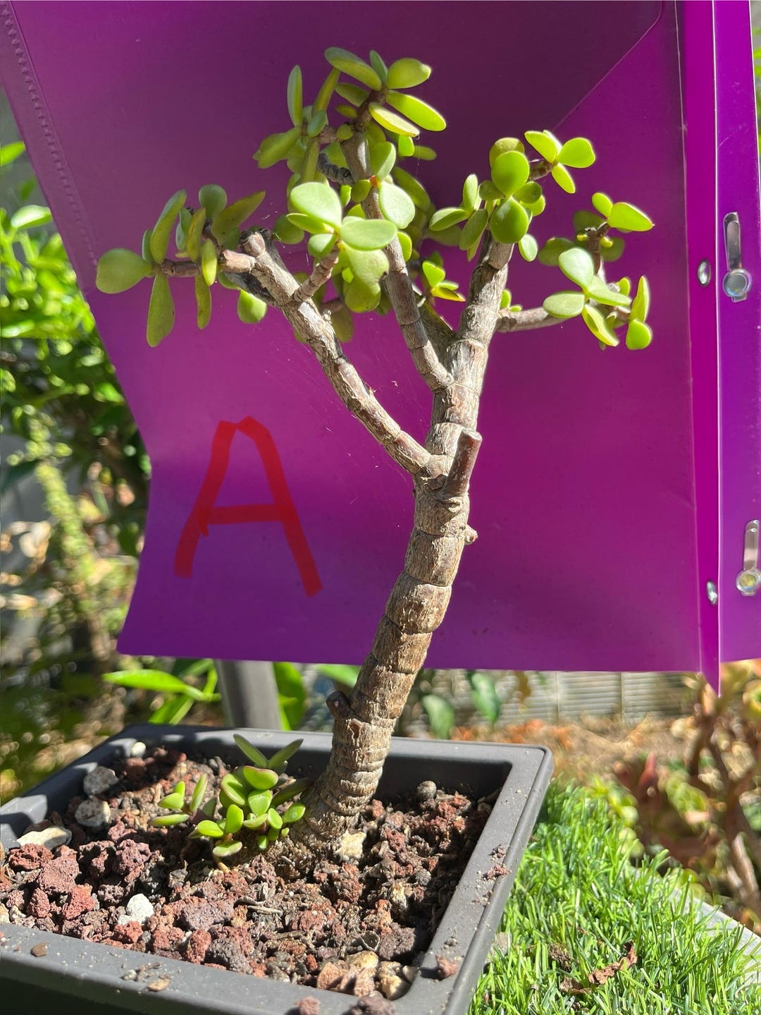 Elephant Food Succulent Bonsai Tree Old Trunk Live Rooted - Etsy