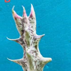 Rare Cactus Orbea Dummeri Live Rooted Get 2 Free Succulents - Etsy