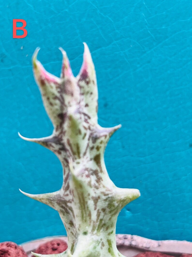 Rare Cactus Orbea Dummeri Live Rooted Get 2 Free Succulents - Etsy