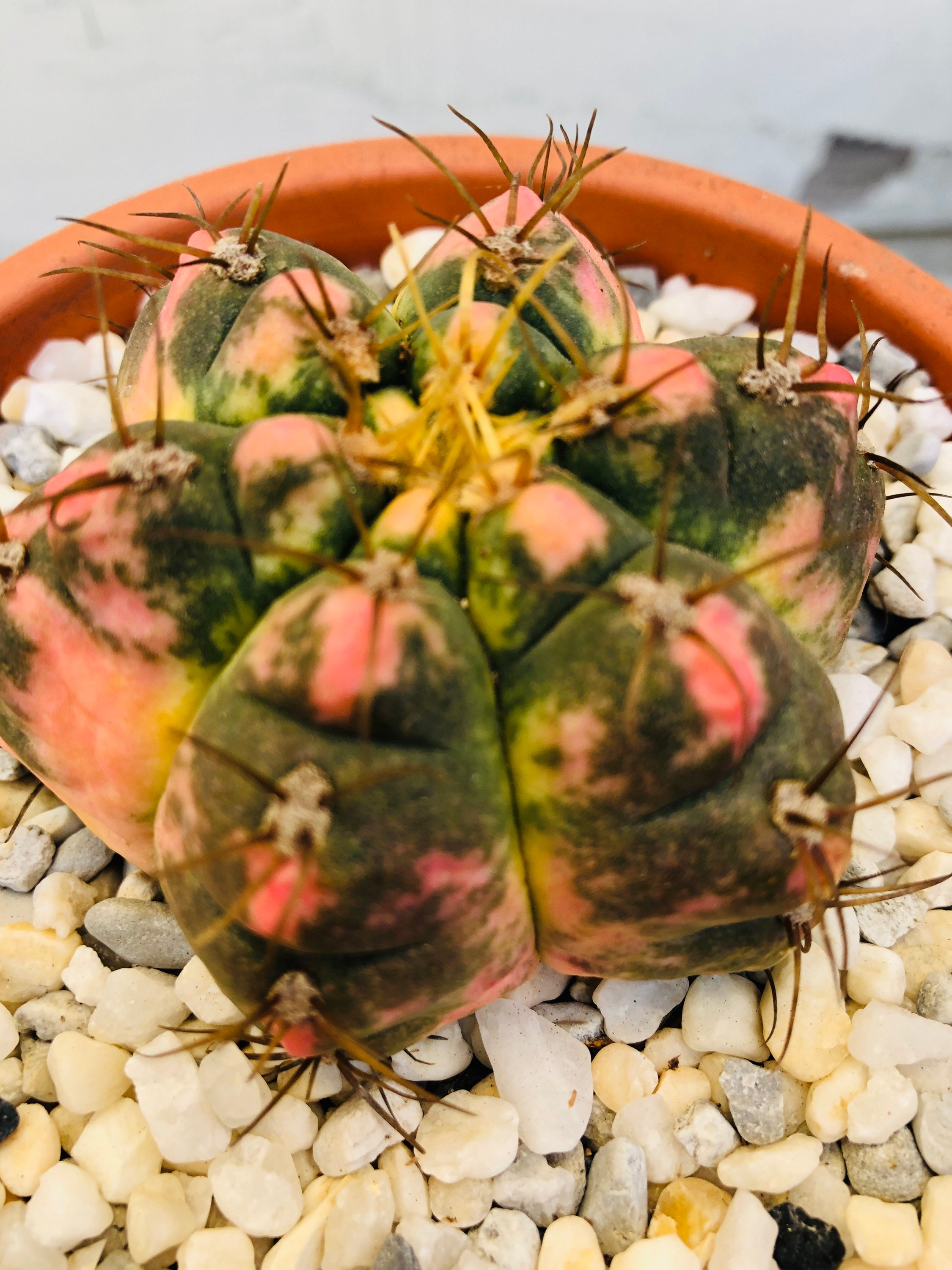 Rare Imported Korean Variegated Ball Cactus Live Rooted | Etsy