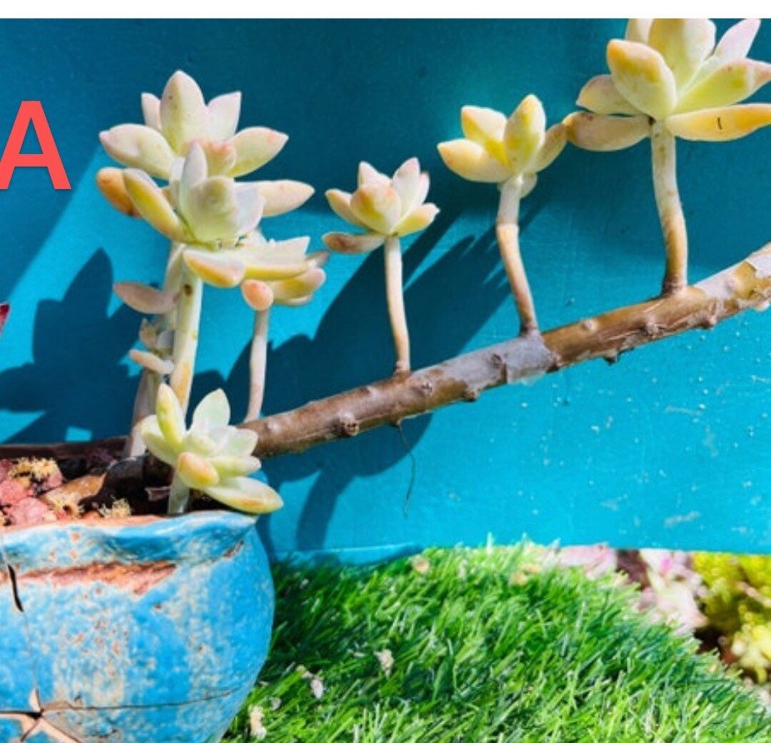 Rare Graptoveria ‘victor Kane’ Succulent Bonsai Live Rooted, Get 2 Free ...