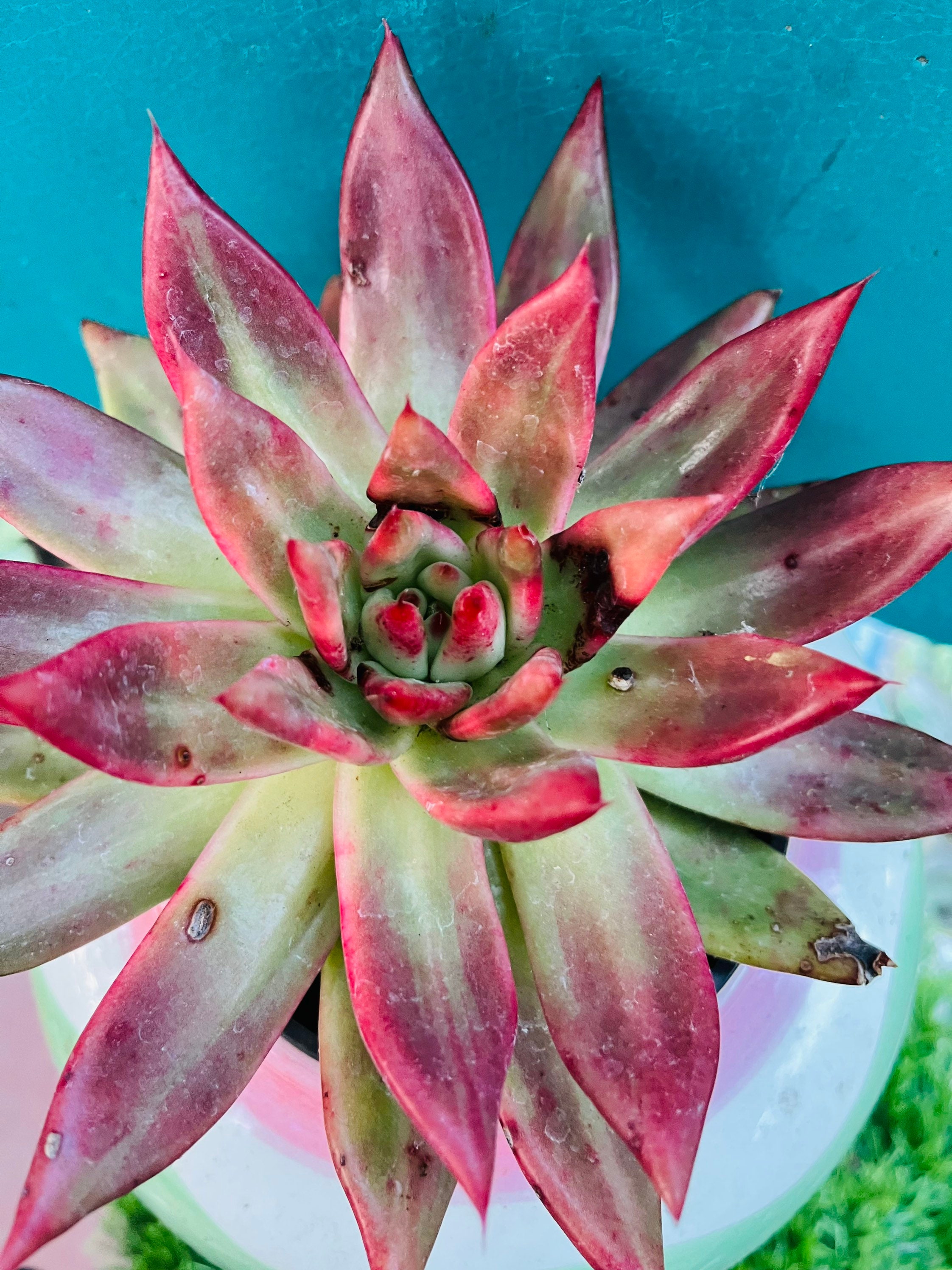 Rare Echeveria Agavoides Lemaire 7w Live Rooted Get 2 Free - Etsy