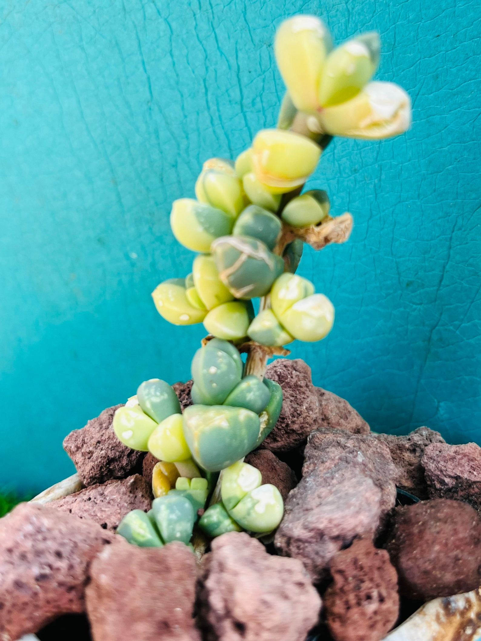 Rare Astridia Velutina Variegated Live Rooted Get 2 Free - Etsy