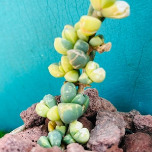 Rare Astridia Velutina Variegated Live Rooted , Get 2 Free Succulents ...