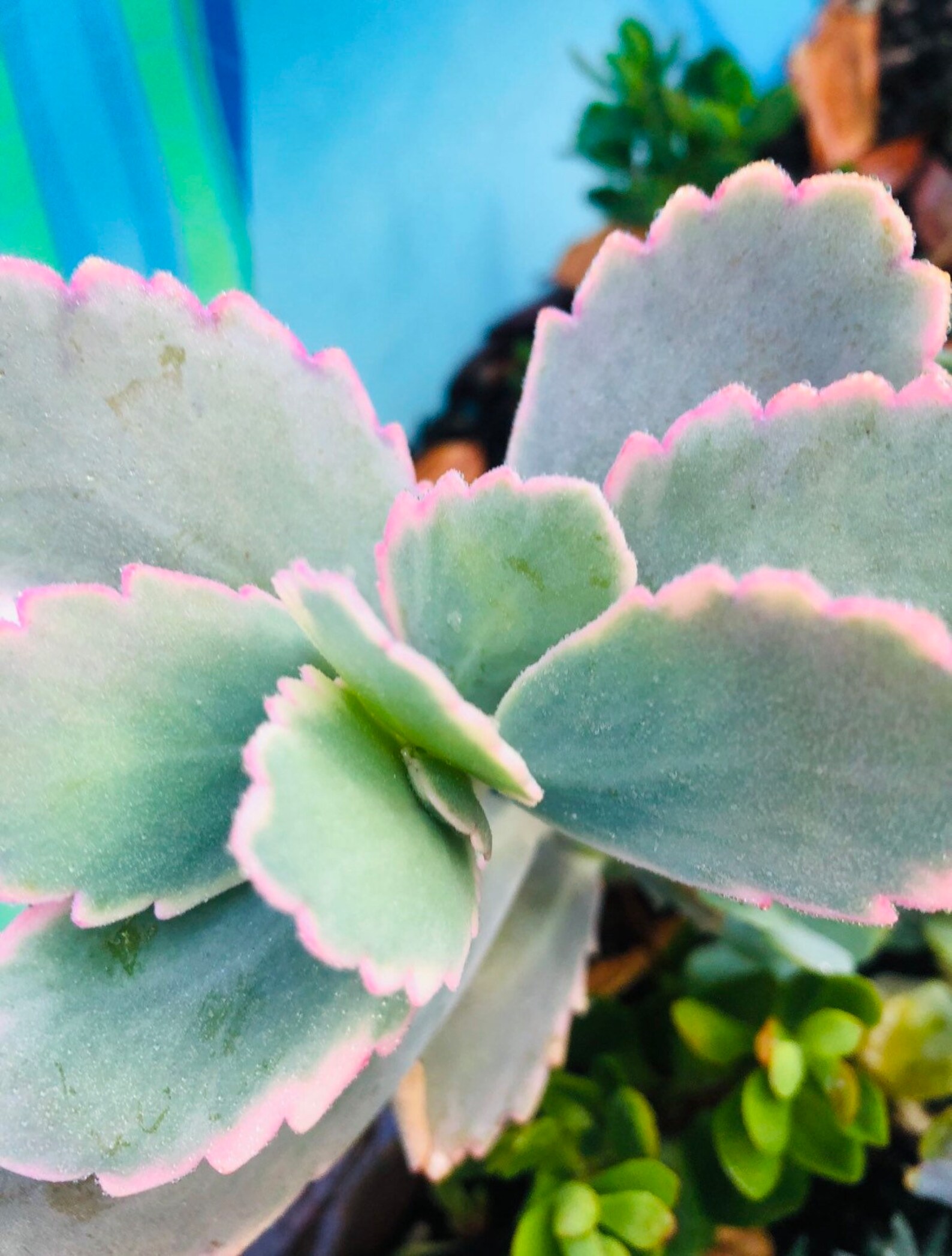 Variegated Kalanchoe Mother of Thousands Succulent Live Rooted - Etsy