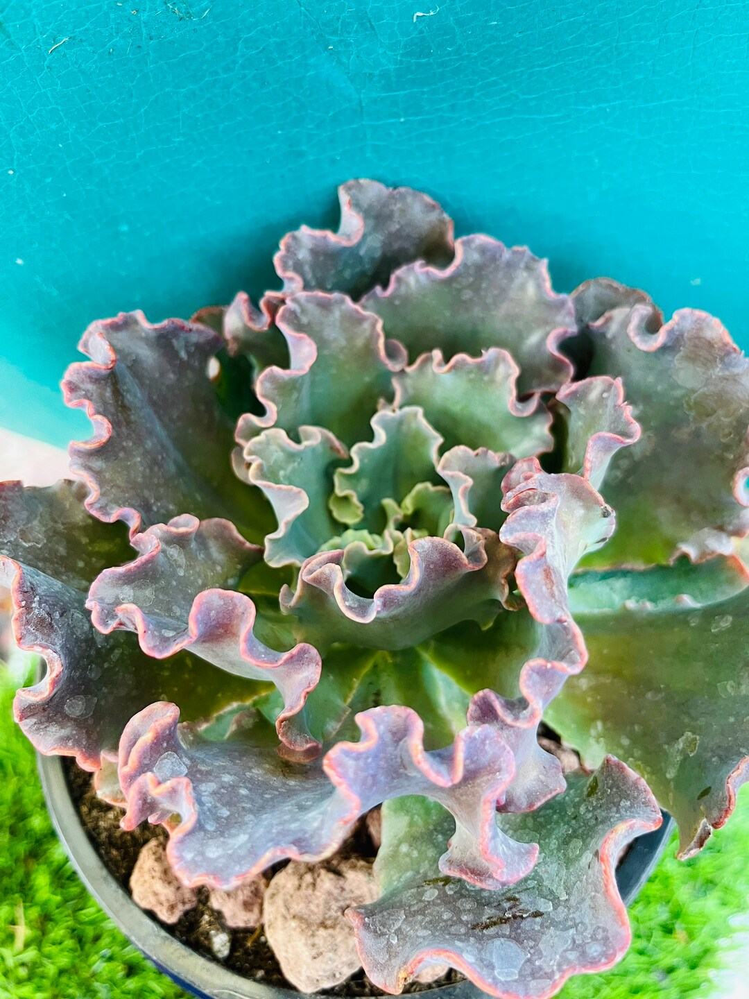 Rare Korean Succulent Echeveria Blue Curls 7w Live Rooted Get 2 Free Succulents Cutting - Etsy