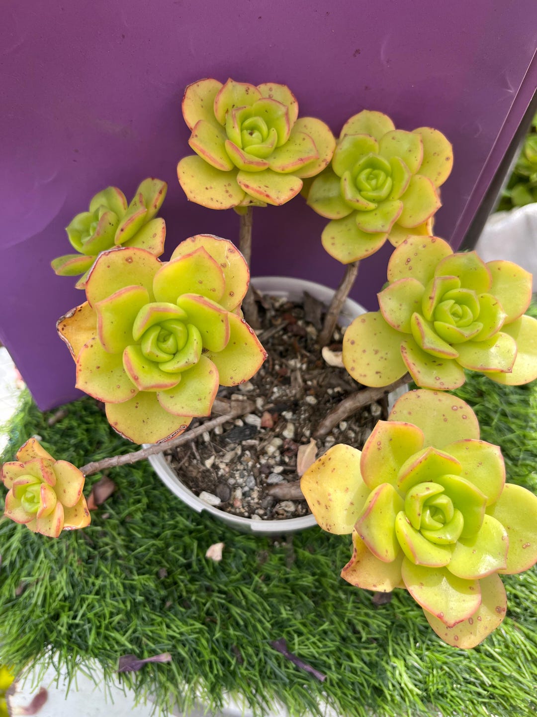 Lily Pad Aeonium, Rare Hardy Succulent, Fragrant Fat Leaves, Live ...