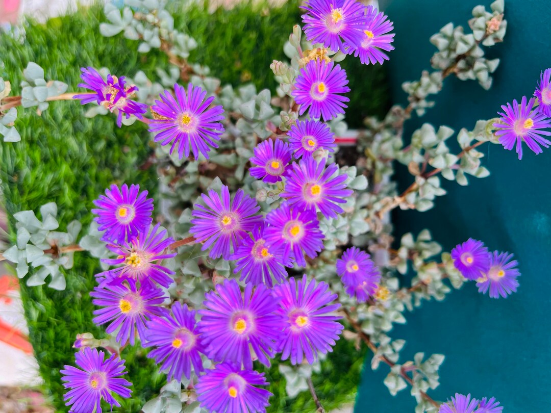 Rare Lampranthus Blandus/ Pink Vygie/ Sandstone Vygie Live Rooted, Get ...