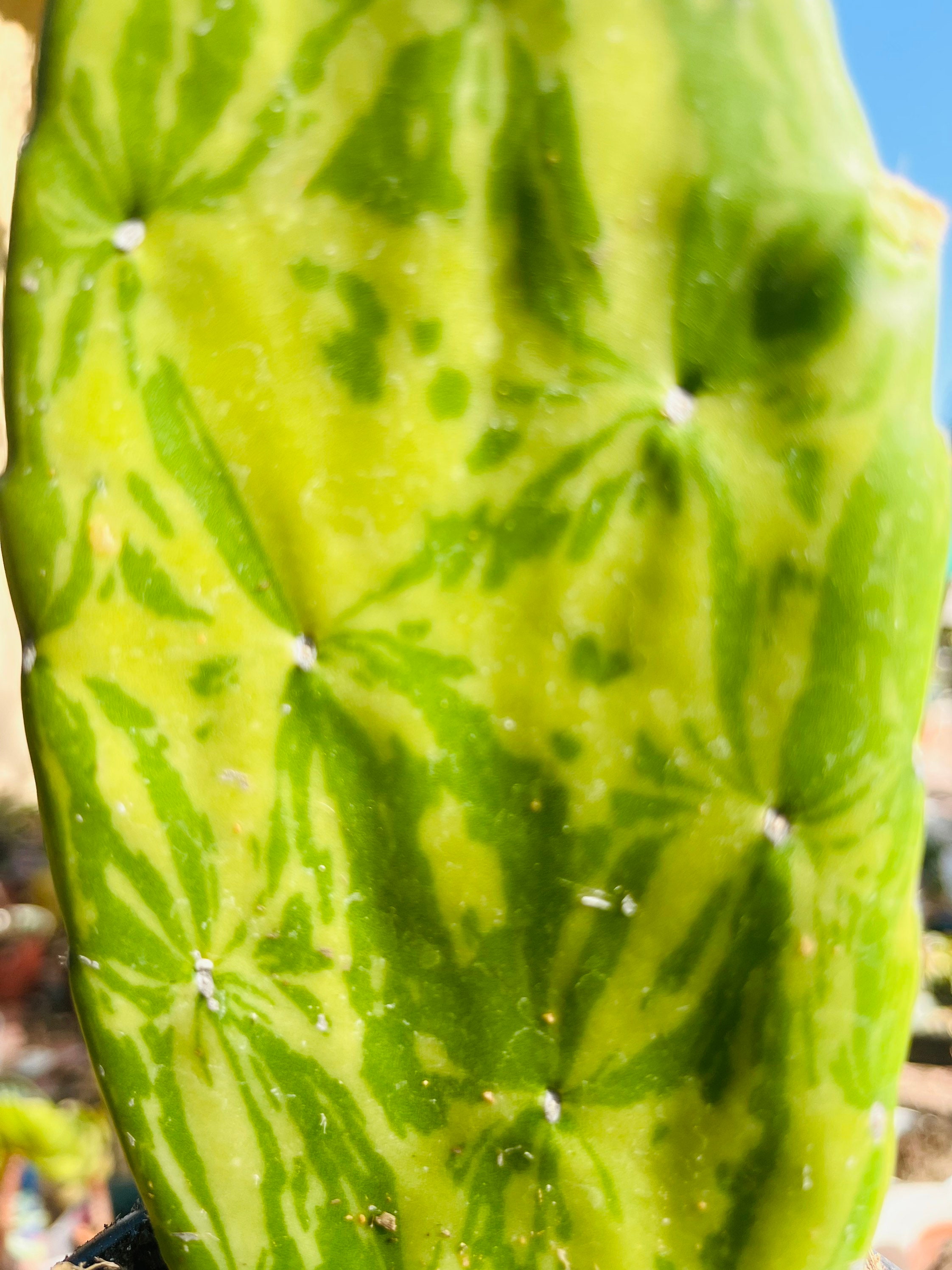 Rooted Variegated Nopalea Cochenillifera/optunia/prickly Pear - Etsy