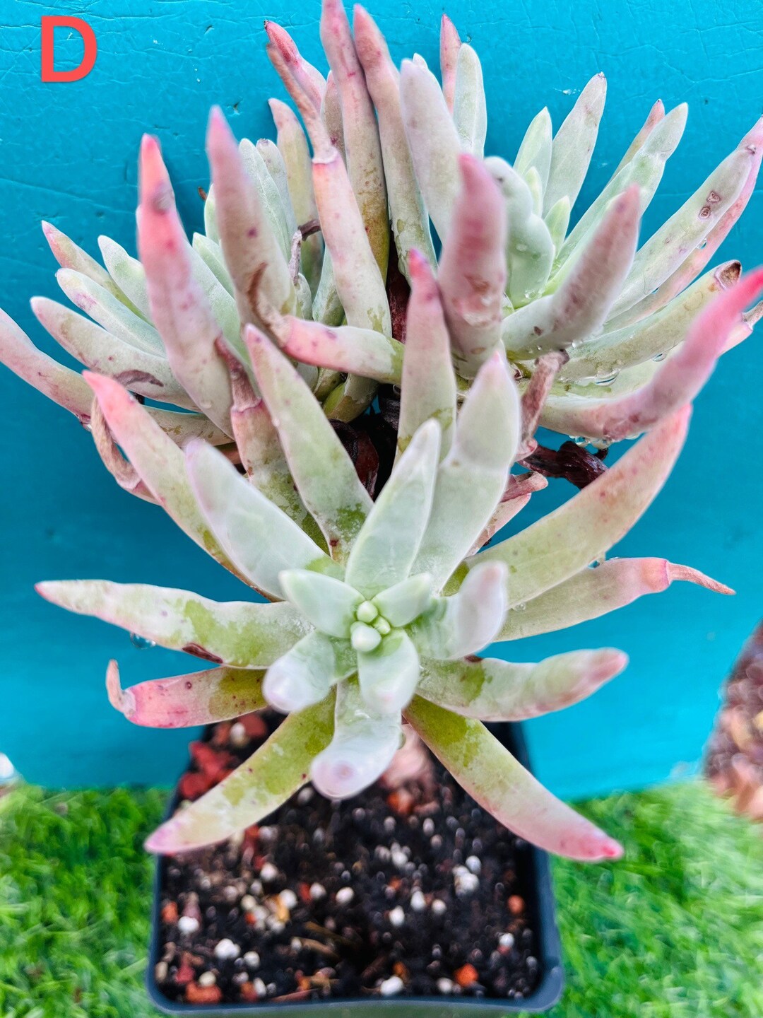 Dudleya Edulis Old Trunk Cluster Live Rooted - Etsy