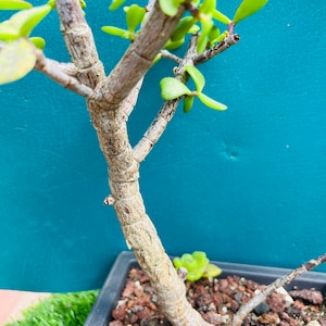 Elephant Food Succulent Bonsai Tree Old Trunk Live Rooted - Etsy