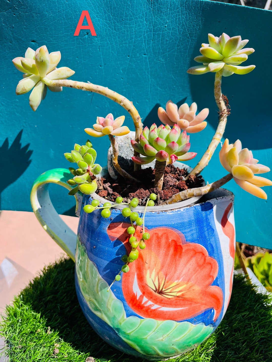 Graptoveria ‘victor of Kane’ Succulent Combines Bonsai Old Trunk Live ...