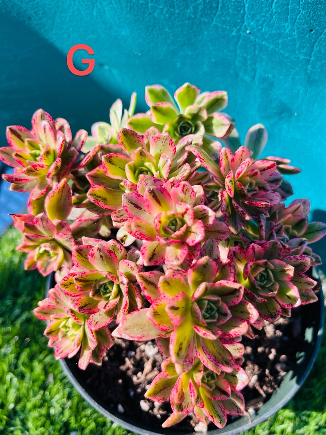 Rare Aeonium Sweet Tea/ Green Tea, Variegated Cluster, Live Rooted, Get ...
