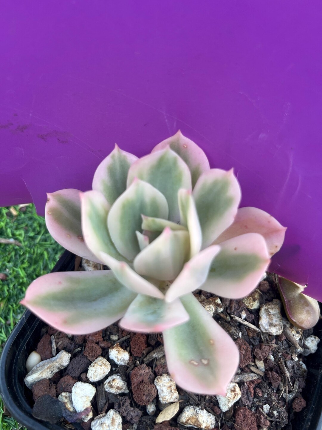 Rare Echeveria ’lenore Dean’ Variegated Live Rooted, Get 2 Free Succulents Cuttings - Etsy