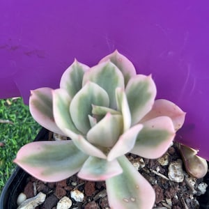Rare Echeveria ’lenore Dean’ Variegated Live Rooted, Get 2 Free Succulents Cuttings - Etsy