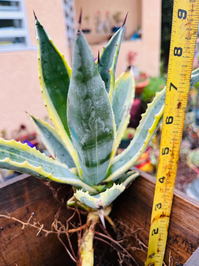 Rare Agave Americana variegata Nichols Live Rooted Get 2 - Etsy