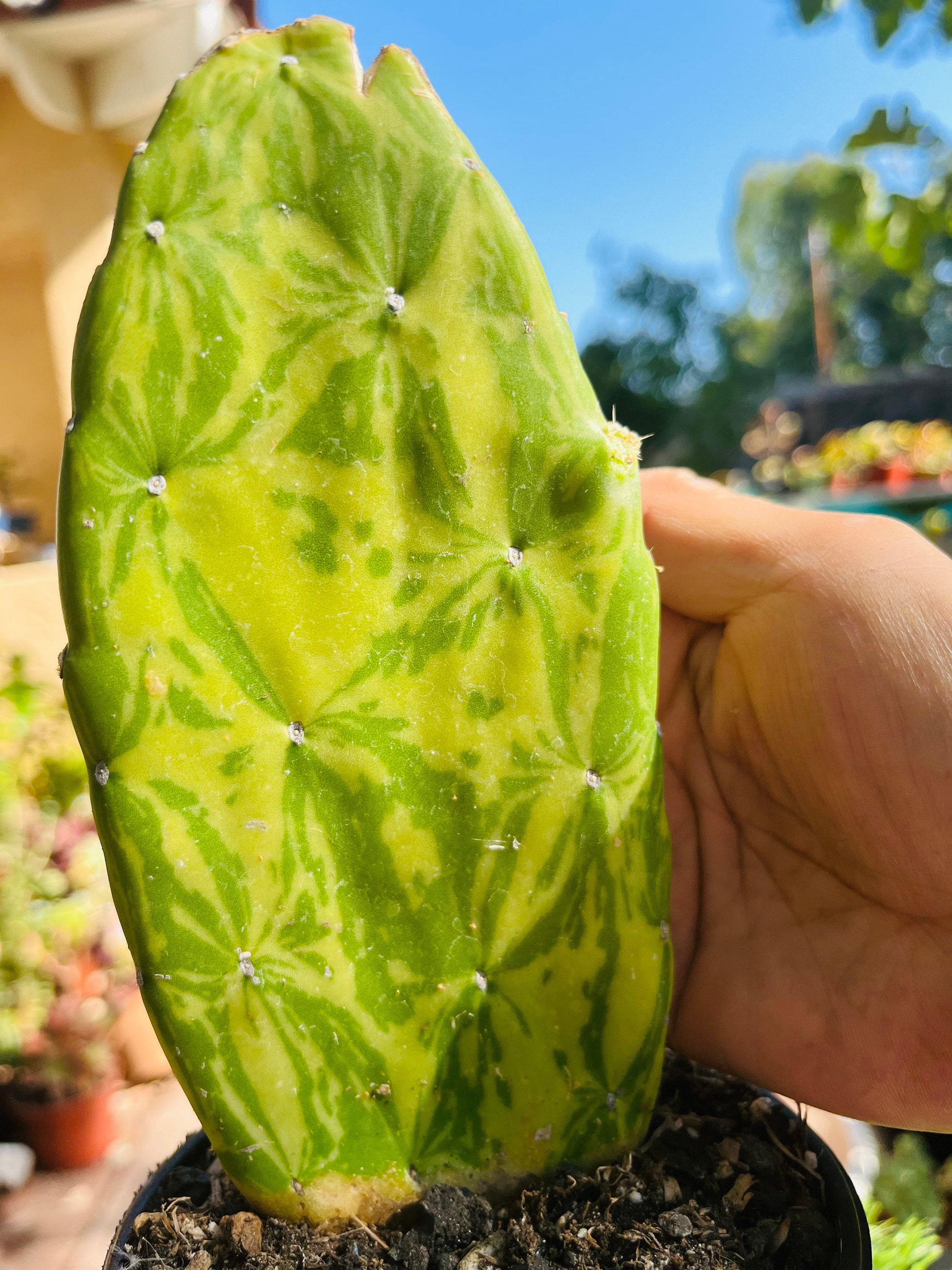 Rooted Variegated Nopalea Cochenillifera/optunia/prickly Pear - Etsy