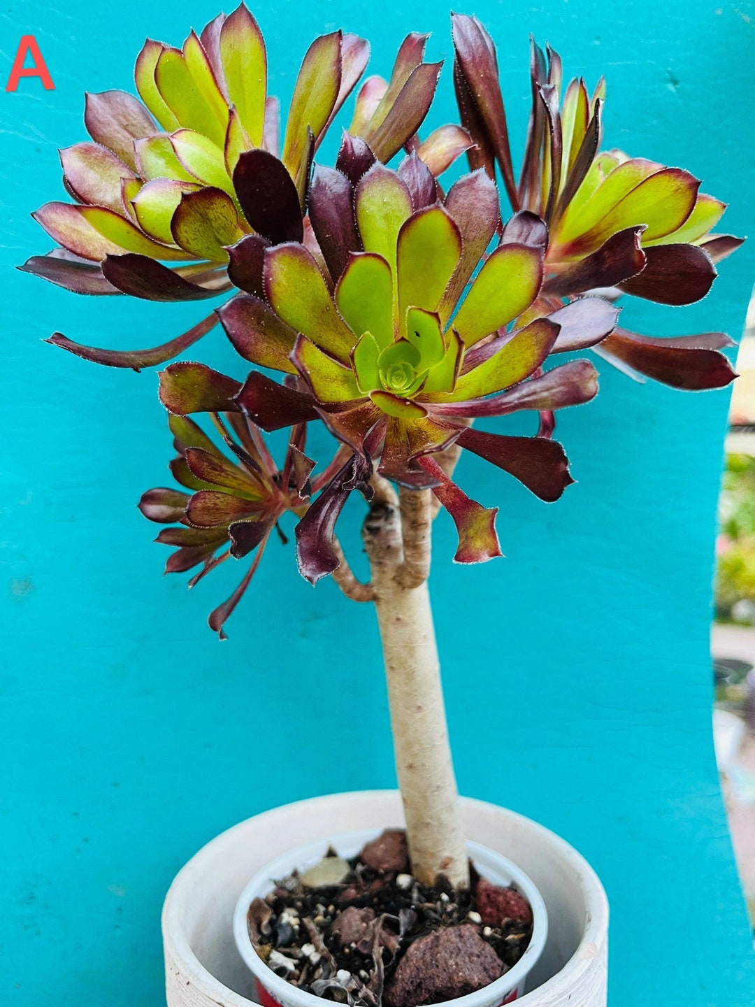 Rare Aeonium Mini Tree Bonsai Live Rooted , Get 2 Free Succulent ...