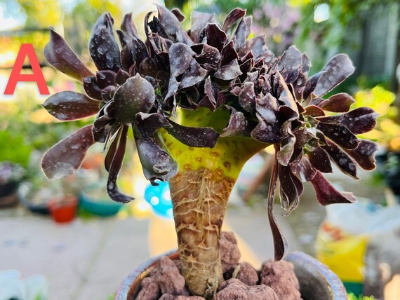 Rare Aeonium Black Rose Crest Cristatus Live Rooted 5t Get 2 | Etsy