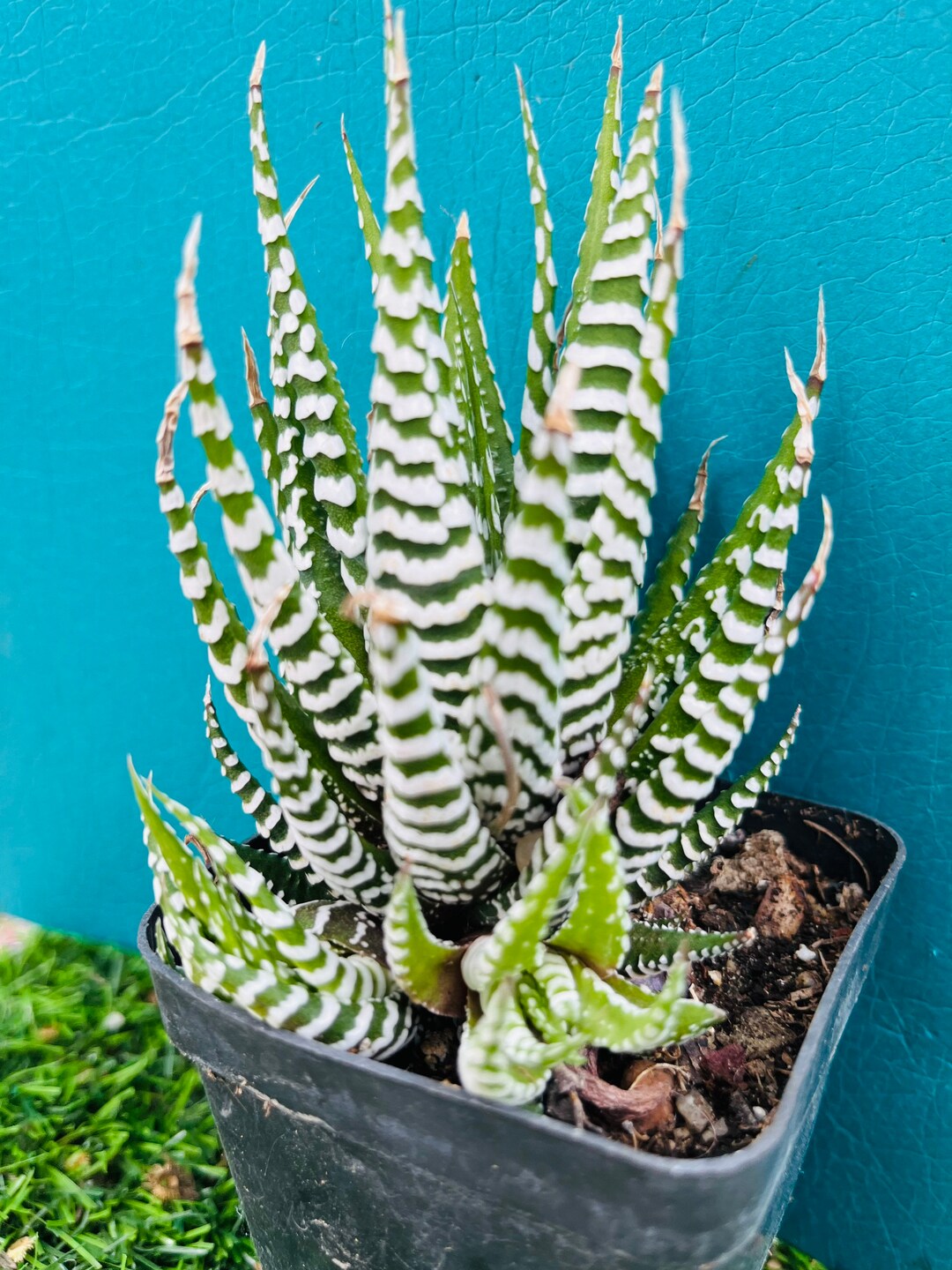 Rare Aloe Zebra Cluster Live Rooted, Get 2 Free Succulents - Etsy