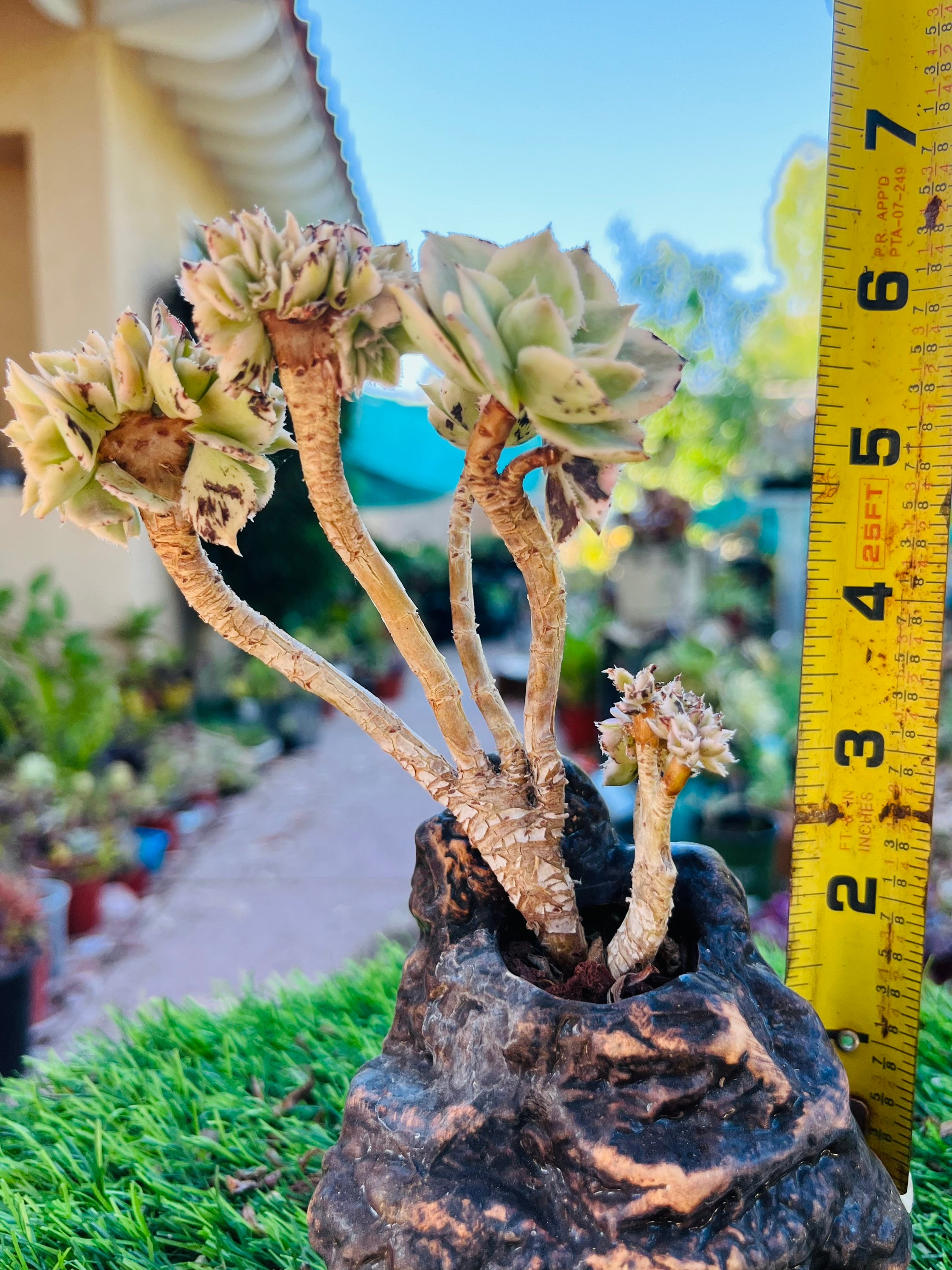 Crested Aeonium Sunburst Created Succulent Live Plant - Etsy
